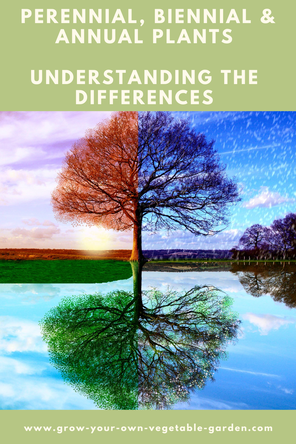 Annual Biennial Perennial: Understanding The Difference